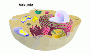 Vakuola: Pengertian, Gambar, Struktur dan Fungsi Lengkap - BACA CODING