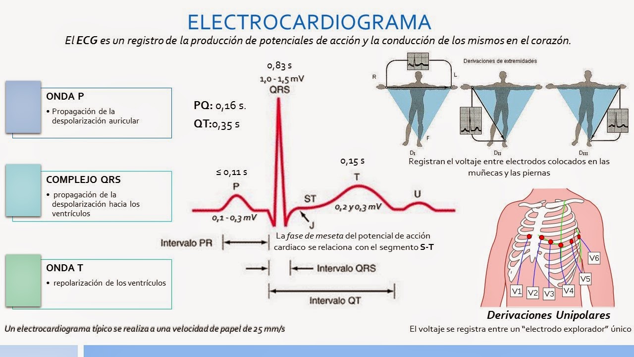 Blog de Evidencias de Fisiología Médica: ELECTROCARDIOGRAMA