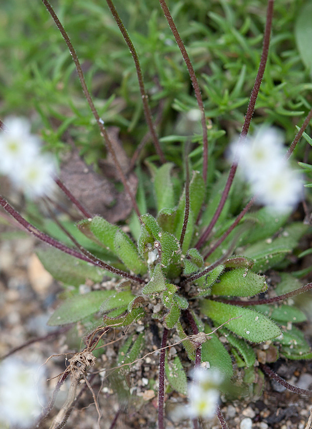 Nuncketest: Whitlow Grass