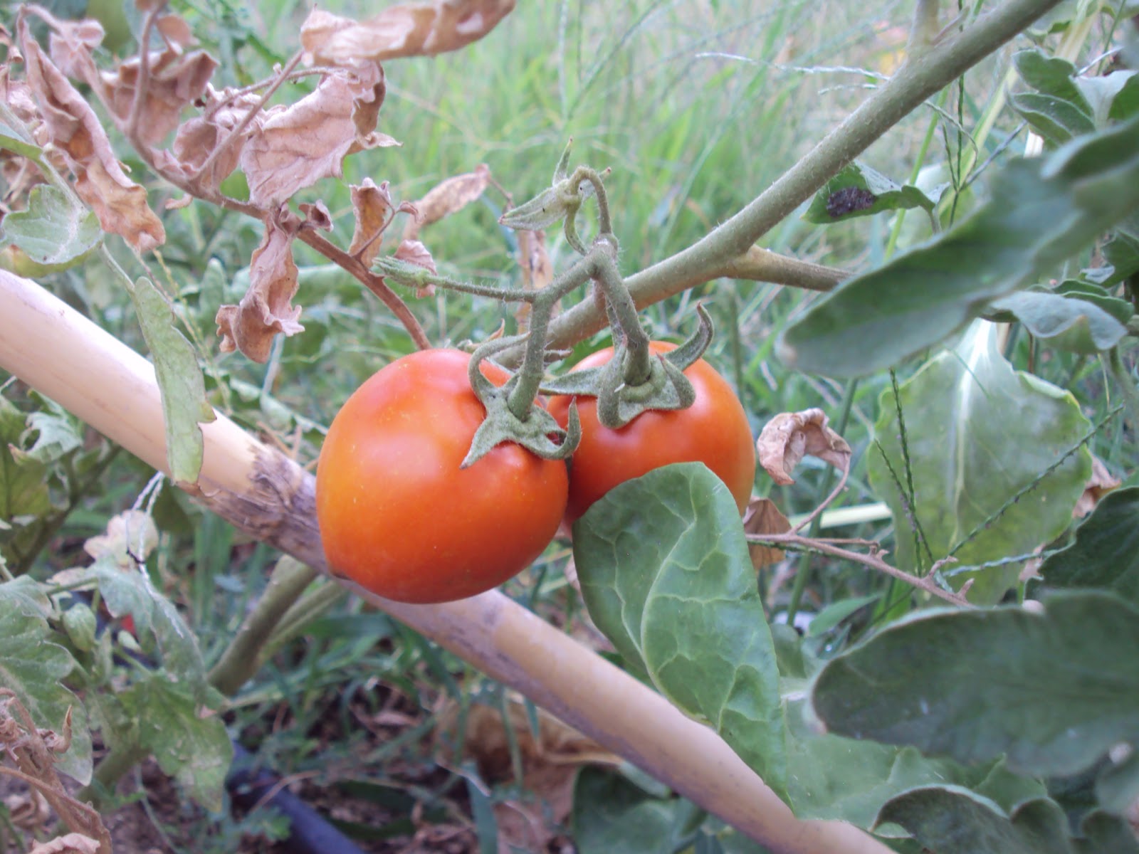 2012 | En torno al huerto.