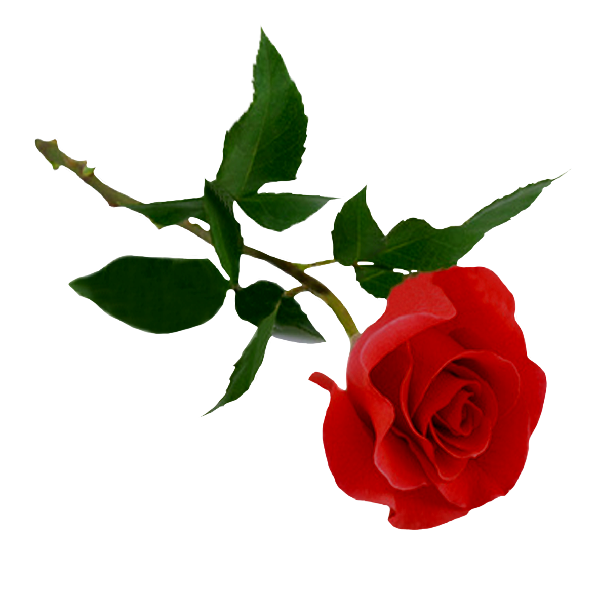 Red Rose Png HD - shan studio
