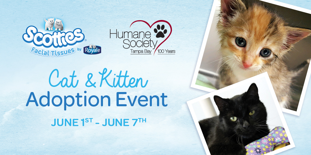 Cat & Kitten Adoption Event at Humane Society of Tampa - FASHIONTOLIVE ...