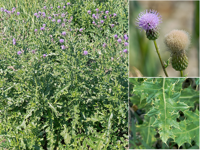 WashingtonGardener: Invasive Species Spotlight: Canada Thistle