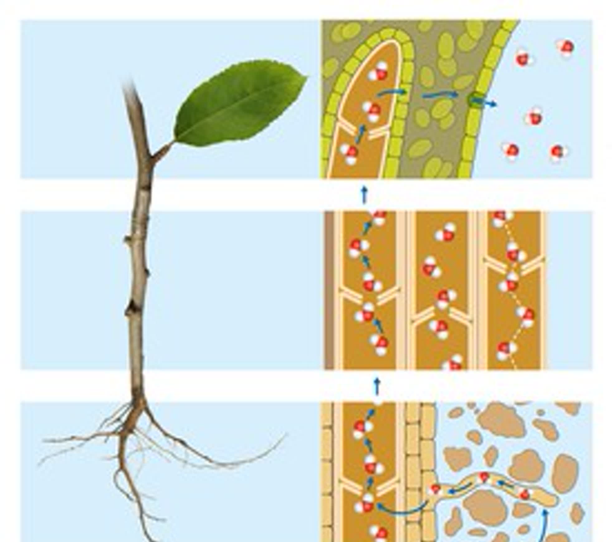 Xylem and phloem. biological structure scheme of inner vascular in ...