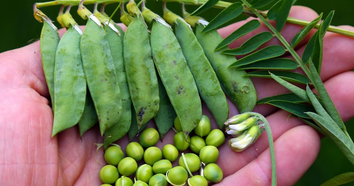Wild Harvests: Giant Vetch, A “sketchy vetch-pea” or a tasty edible?