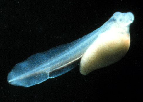 Real Monstrosities: Gar