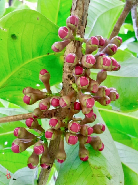 My Sweet Jambu Bol Jamaika