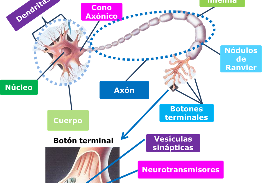 La neurona y su funcionamiento.