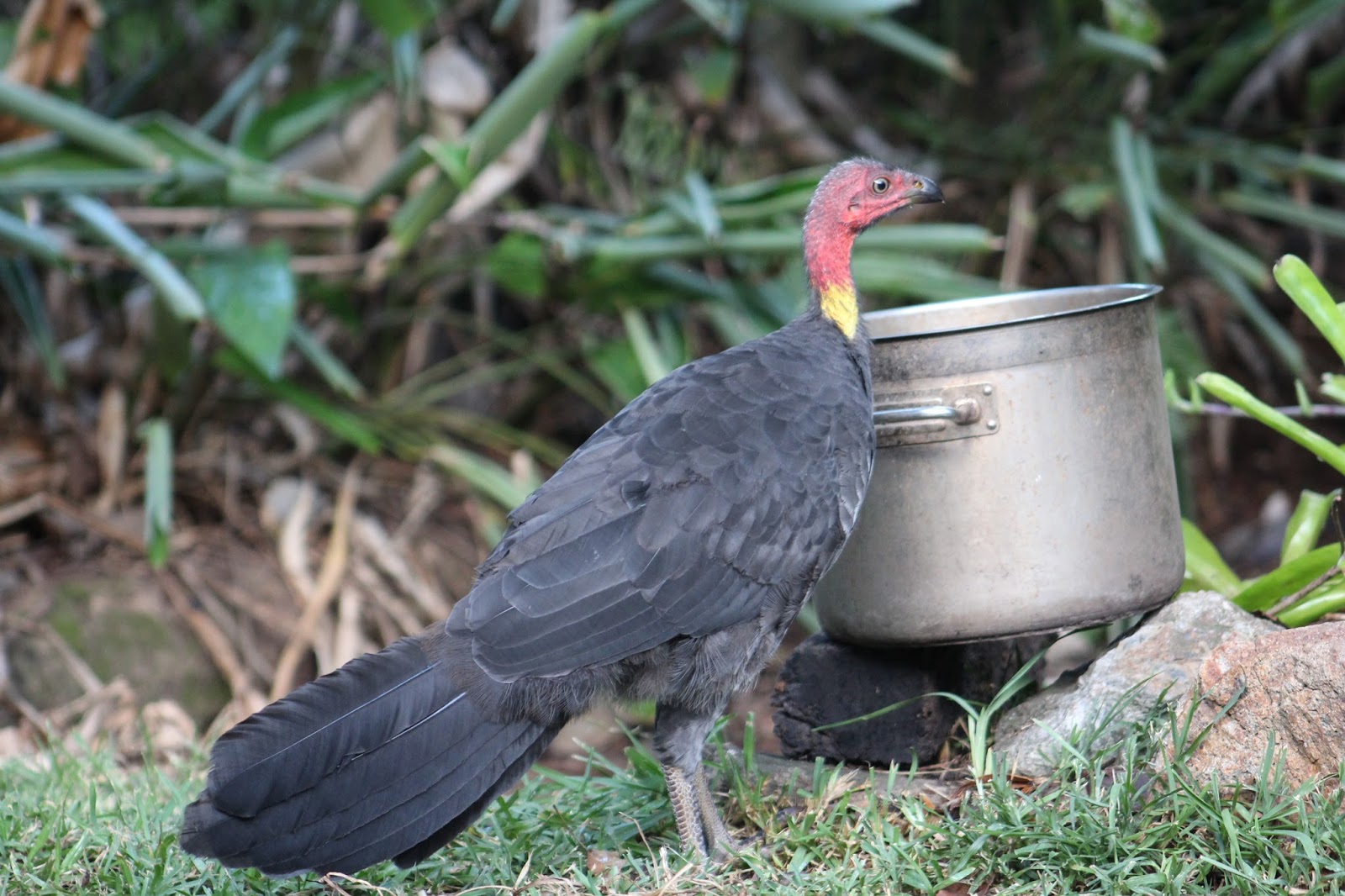 Native bush turkeys and domestic chickens - our experience!