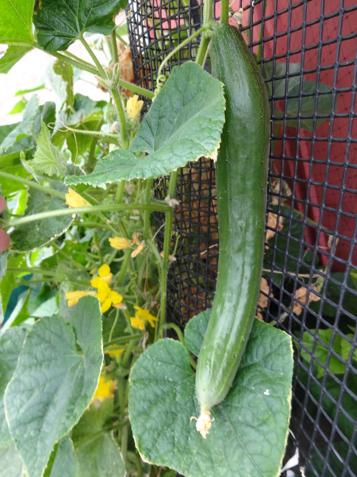 The Scientific Gardener: The Satsuki Midori Cucumber
