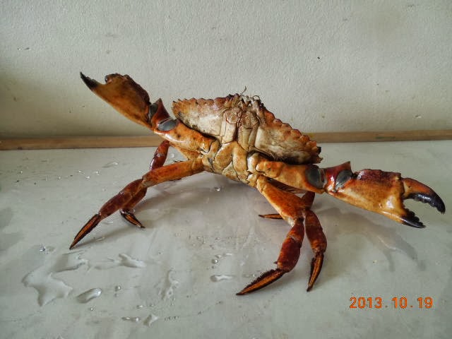 Canadian Hummingbirds: Lots of Crab Fishing This Fall 2013: Dungeness ...