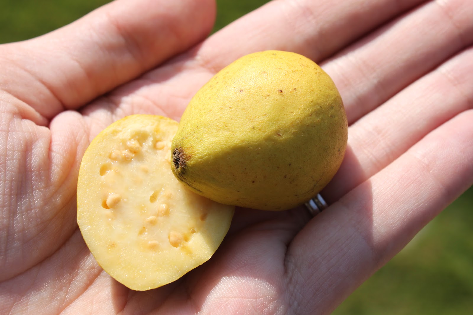 27°72′N 85°37′E: Tiny guava