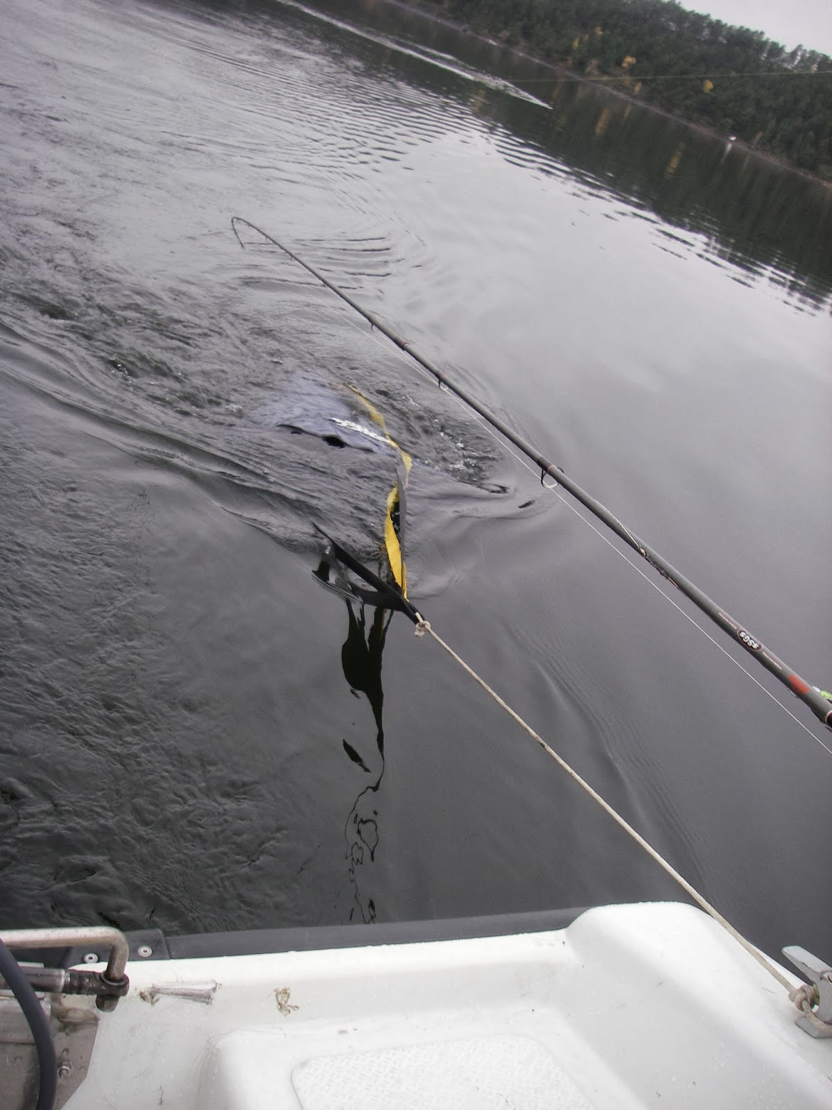 Steinsfjorden (og litt Tyrifjorden) 26.10.13 - Konkurransetid