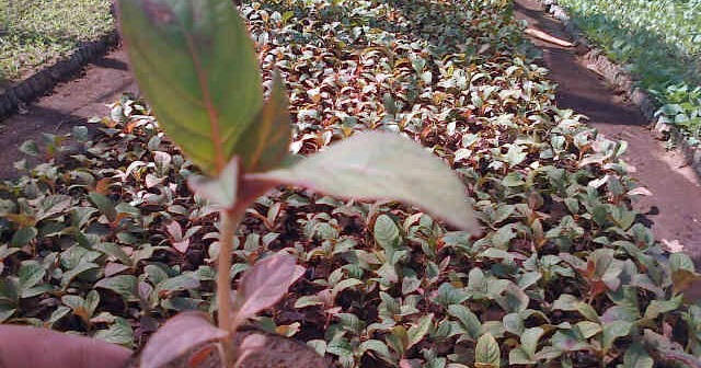 Jual Bibit Jabon Palembang Sumatera Selatan: Harga Bibit Jabon Sumatera ...