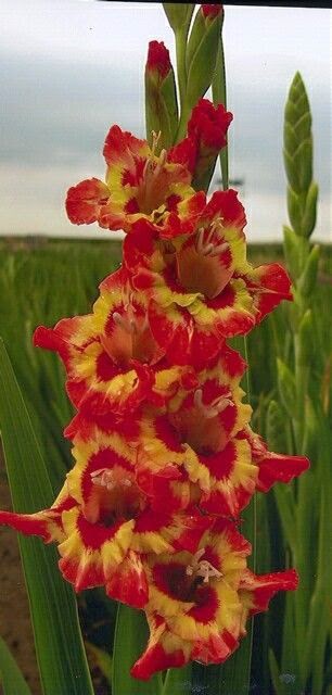 Gladiolus flower ~ Stunning nature