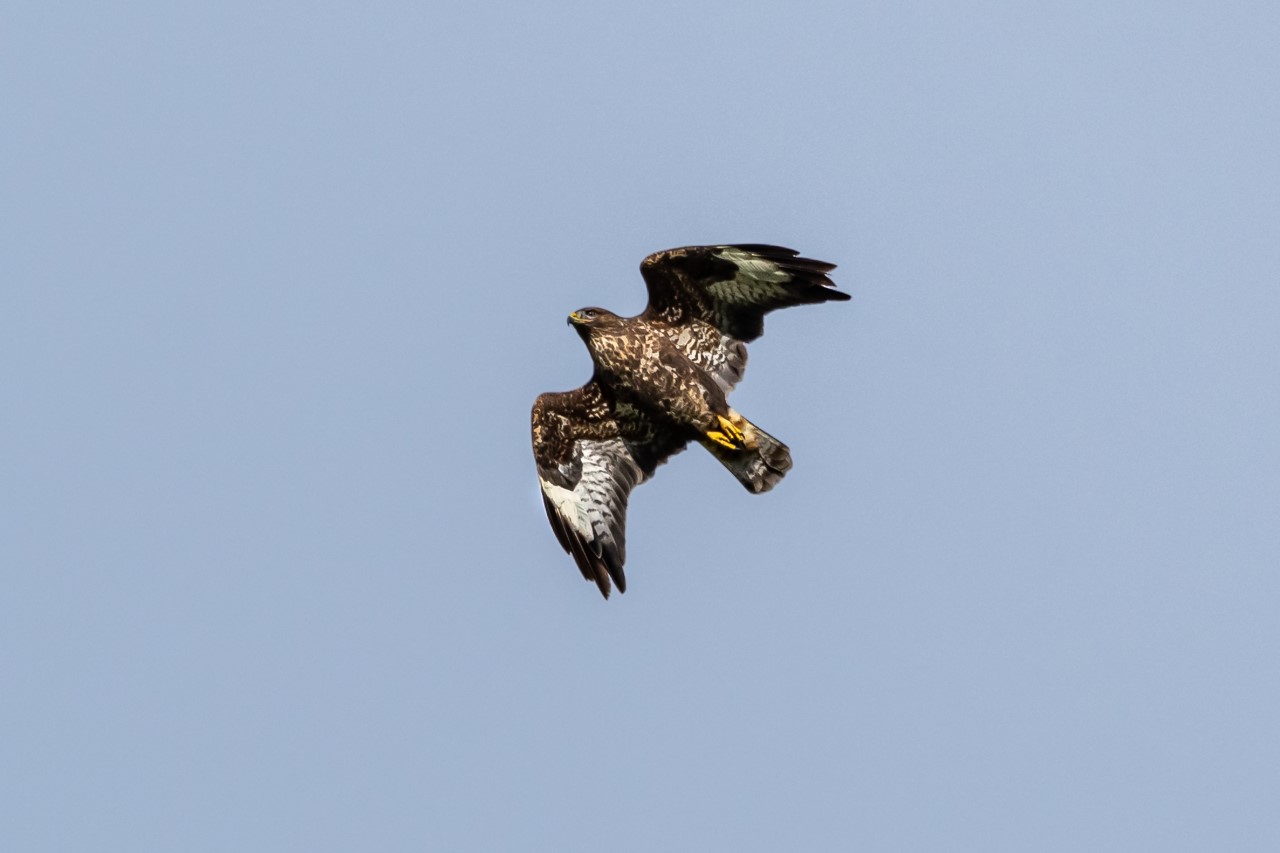 NI Bird Pics: Thomas Campbell - Red Kite, Kestrel & Buzzard