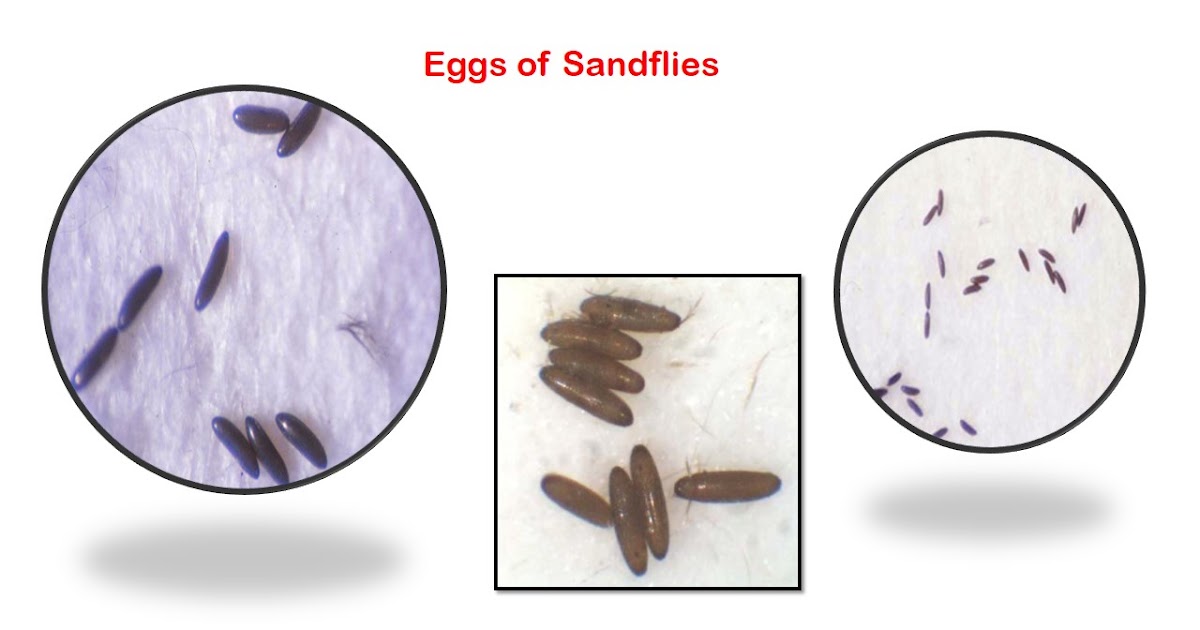 Spotters in "Environment and Health: Sandflies " for CFM & MPH students