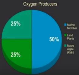 Amazon Rainforest , Planet's Lung is Under Threat
