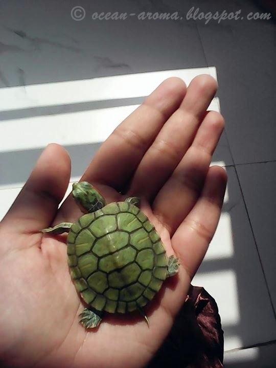 Most cute green color little tortoise photos « Ocean Aroma