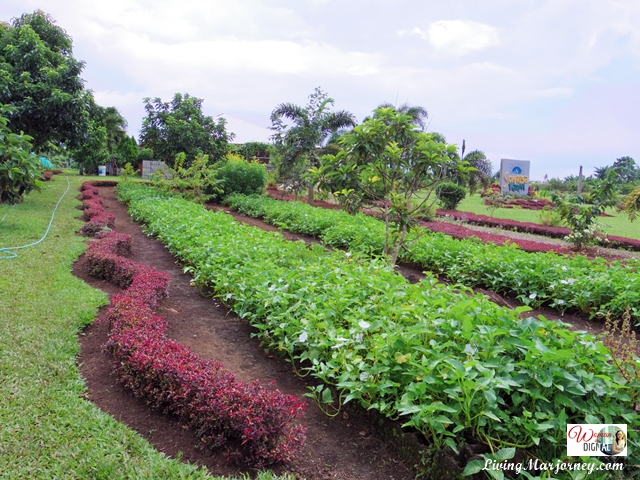Woman In Digital: My Trip to Sonrisa Organic Farm in Camarines Sur