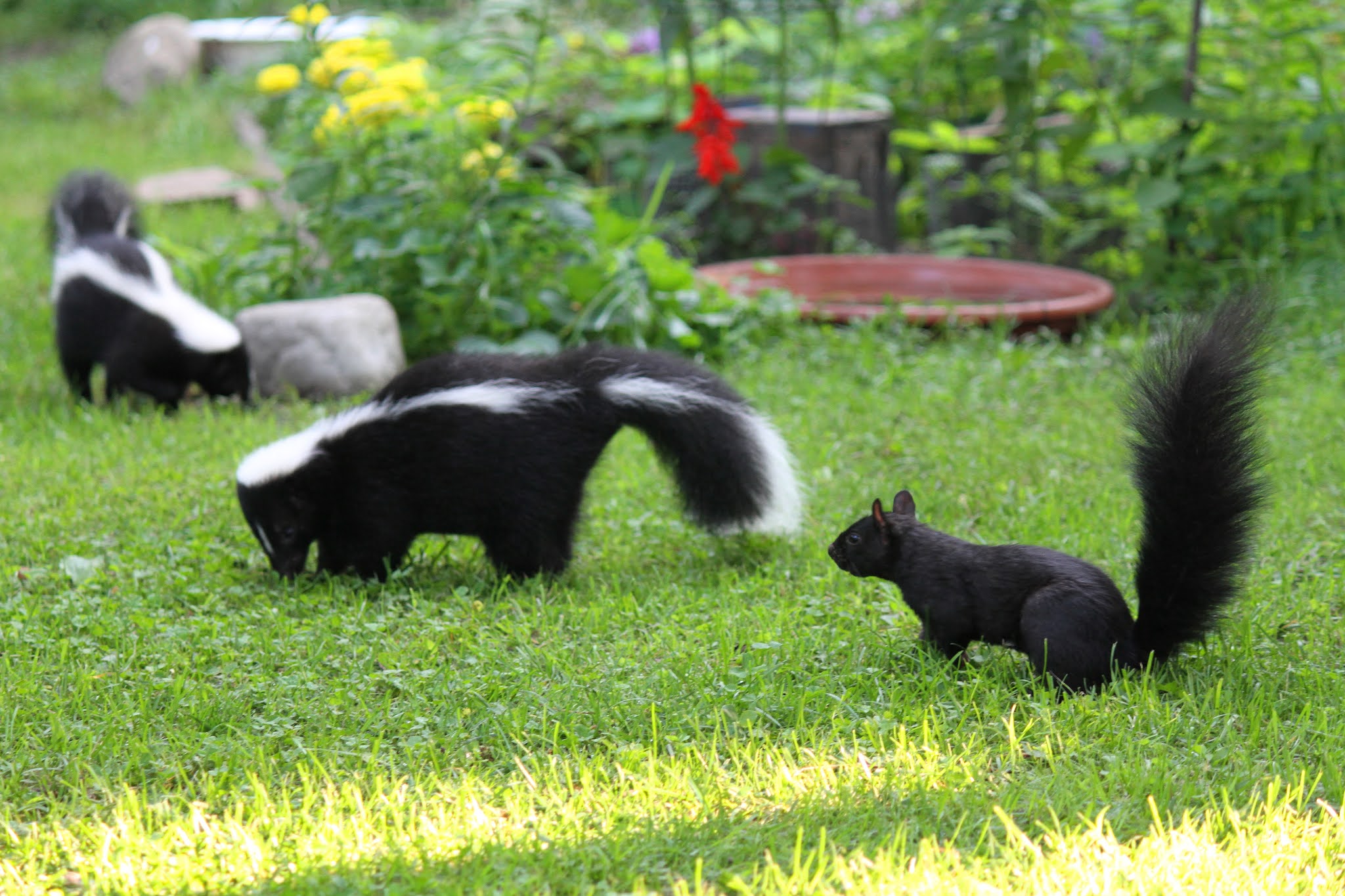 Rob and the Animals: Skunk City 2020