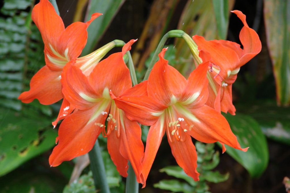 Materi Lengkap! Flora dan Fauna di Indonesia dan Dunia