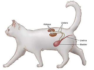 Mengenal Feline Urinary Tract Disease (FLUTD)!