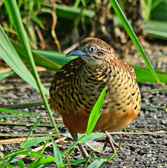Barred buttonquail | Birds of India | Bird World