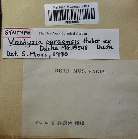 Jacques Huber and the Amazonian Botany: Plant collections