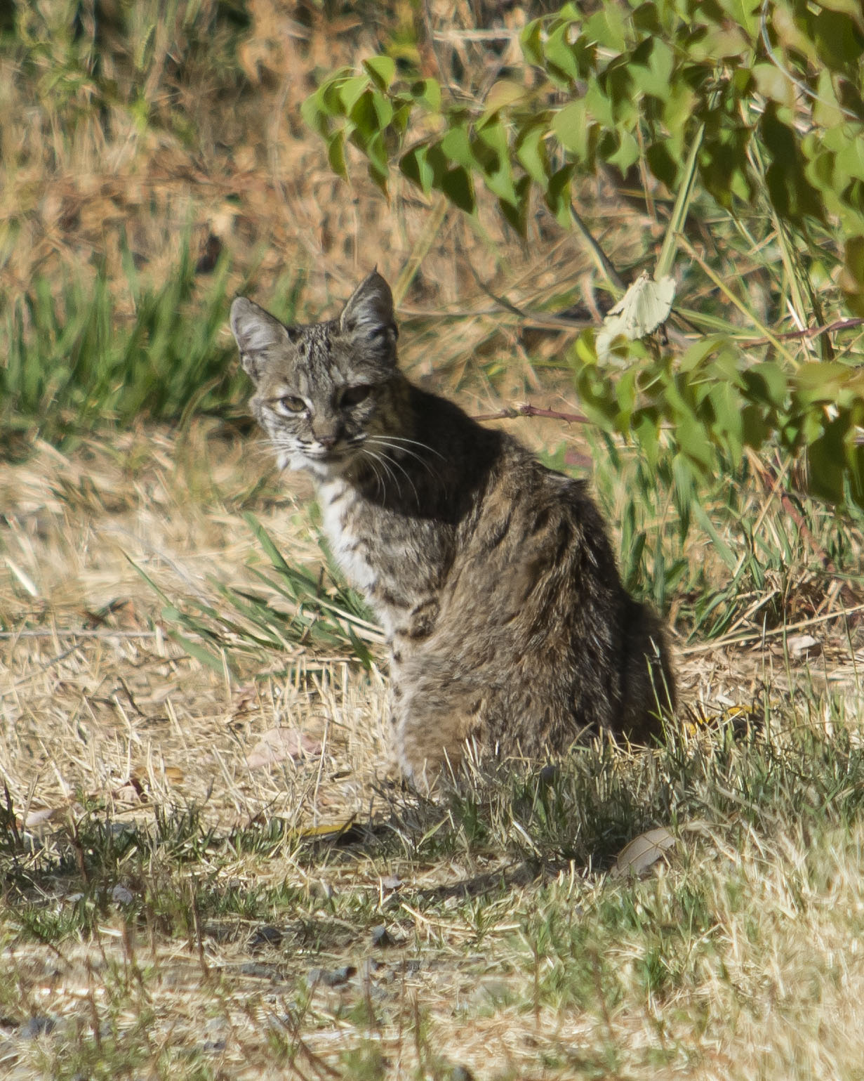 Bobcat ~ Rocklin Wildlife