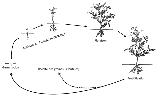 Atelier DFI-ASTEP: Les cycles du vivant : végétaux et animaux