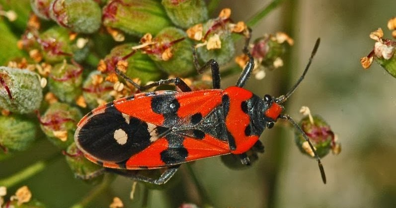 Variety of Life: Lygaeidae