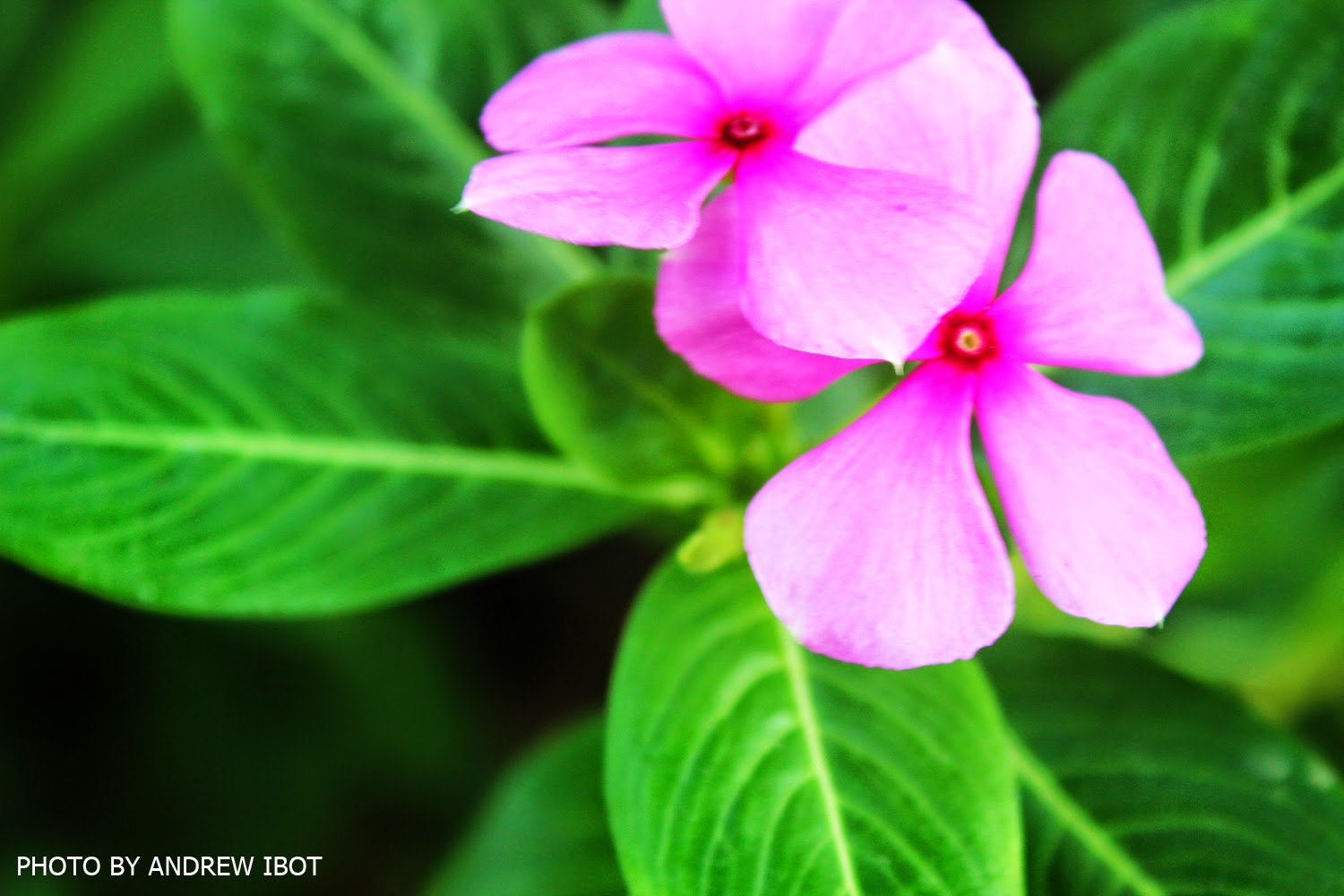 Ako si ANDREW IBOT!: Pandakaki-puti ( Tabernaemontana pandacaqui Poir.)