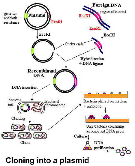 Bio Port(ug)al