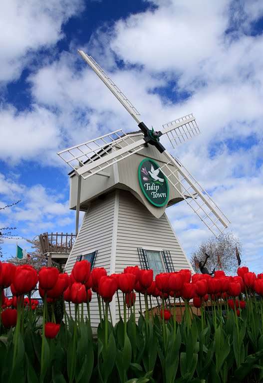 David VanKeuren's Photography: Tulip Town near Mt.Vernon, WA.