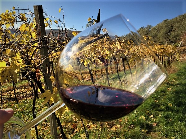 Piccolo è sempre bello nel mondo del Vino? Cantine piccole, medie ...