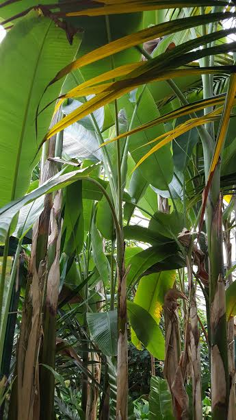 MUSA BASJOO - The World's Hardiest Banana |The Garden of Eaden