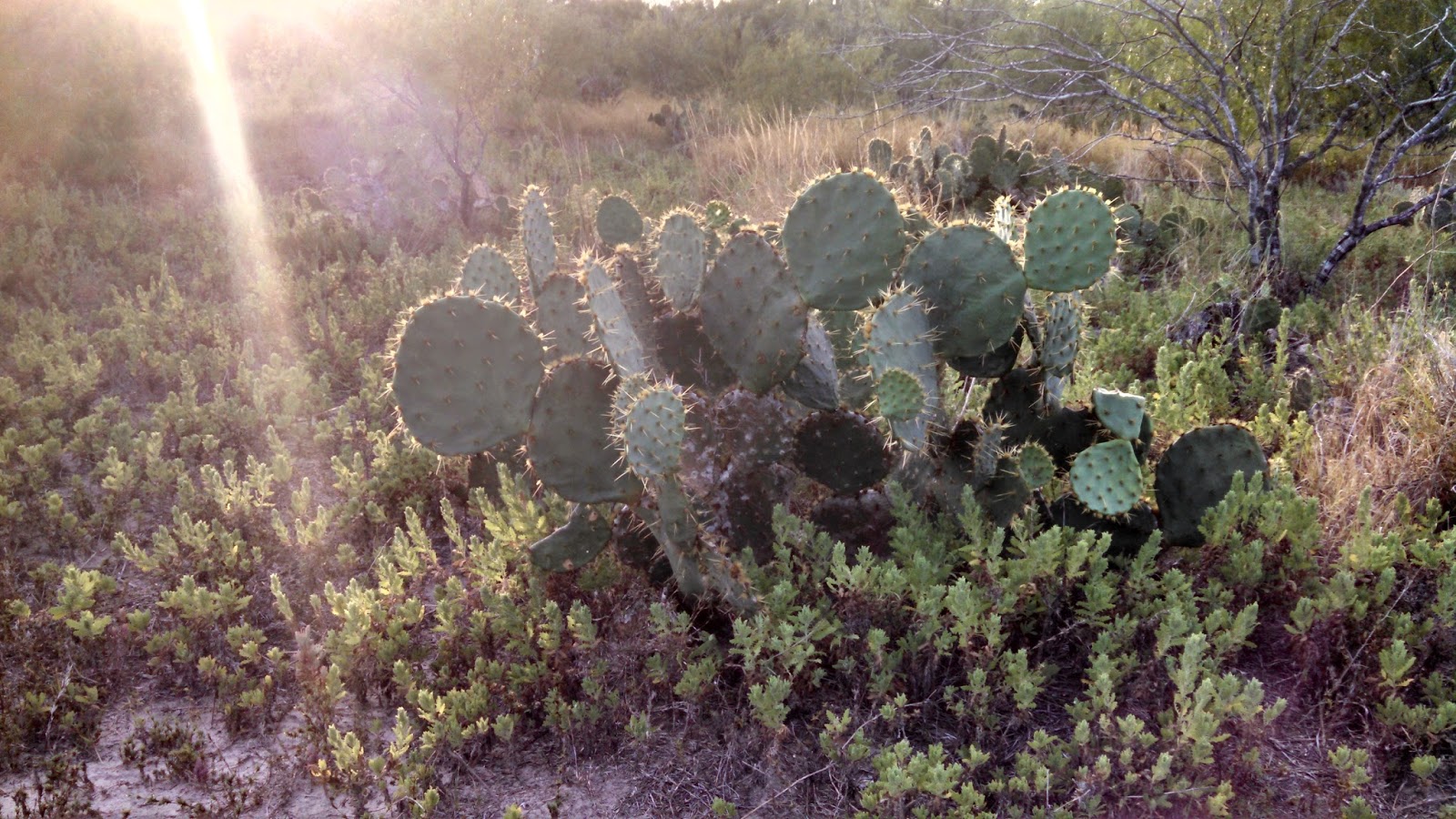 Ladder of Mercy: Salt