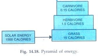 Energy Pyramid 10 Percent Rule