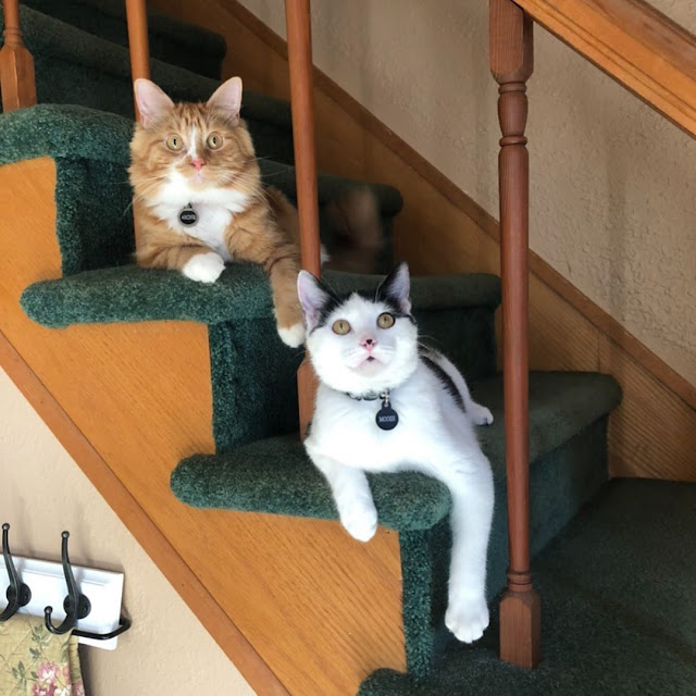 65 Cutest kittens ready to rock