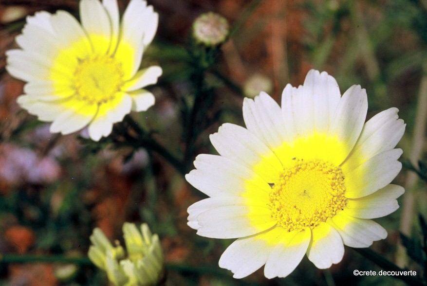 Flore de Crète: Glebionis coronaria - Chrysanthème couronné