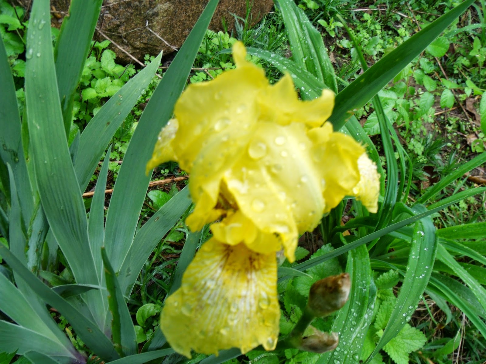 Gear Acres at Top of the Hill: Rethinking future flowering plant purchases