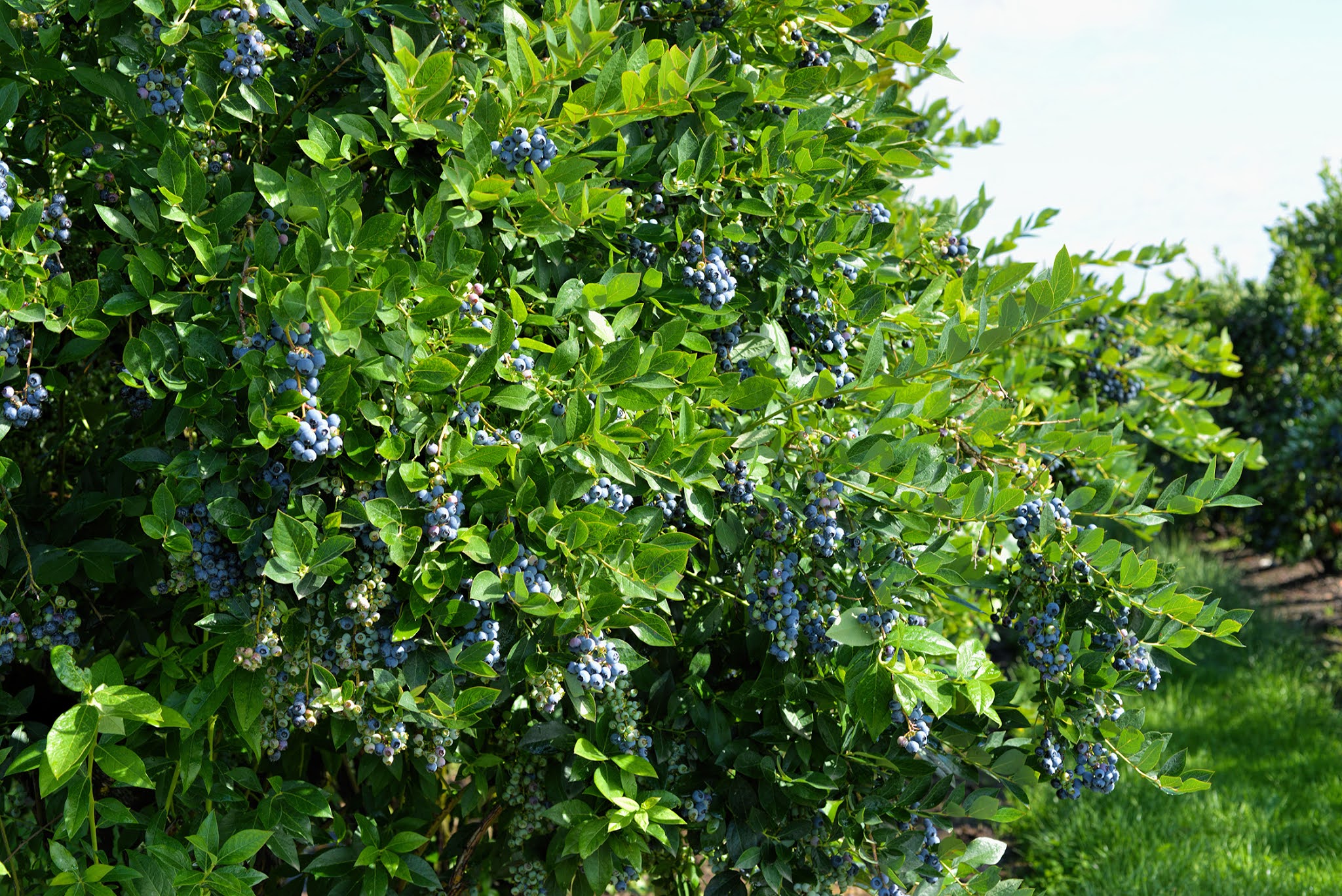 FAKTA MENARIK WASHINGTON BLUEBERRY | RESPIPI FRESH BUAH BLUEBERRY