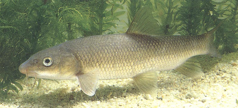 TÉCNICAS PARA PESCAR: CONOCER A LOS PECES - EL BARBO