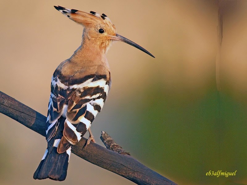 Miguel fotografia: Abubilla (Upupa epops)