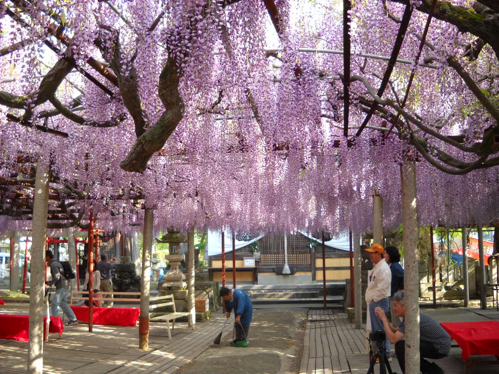 Daily Glimpses of Japan: Sennen Fuji Flowers - Wisteria In Shiso City ...