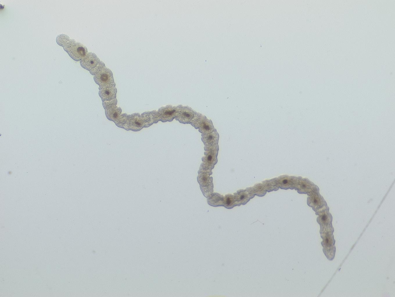 Real Monstrosities: Turbellarian Flatworm