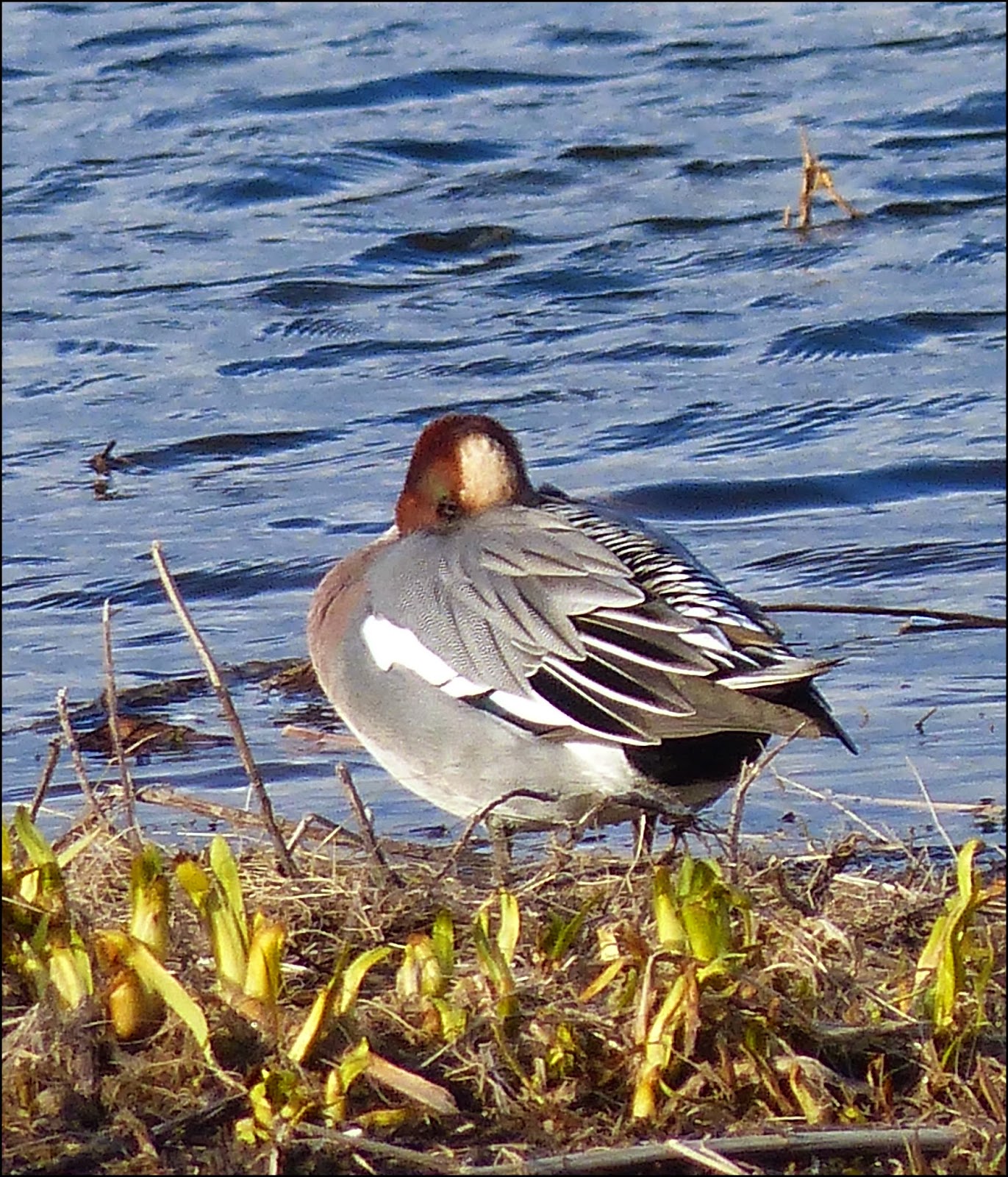 Wild and Wonderful: Swan Feed at WWT Welney