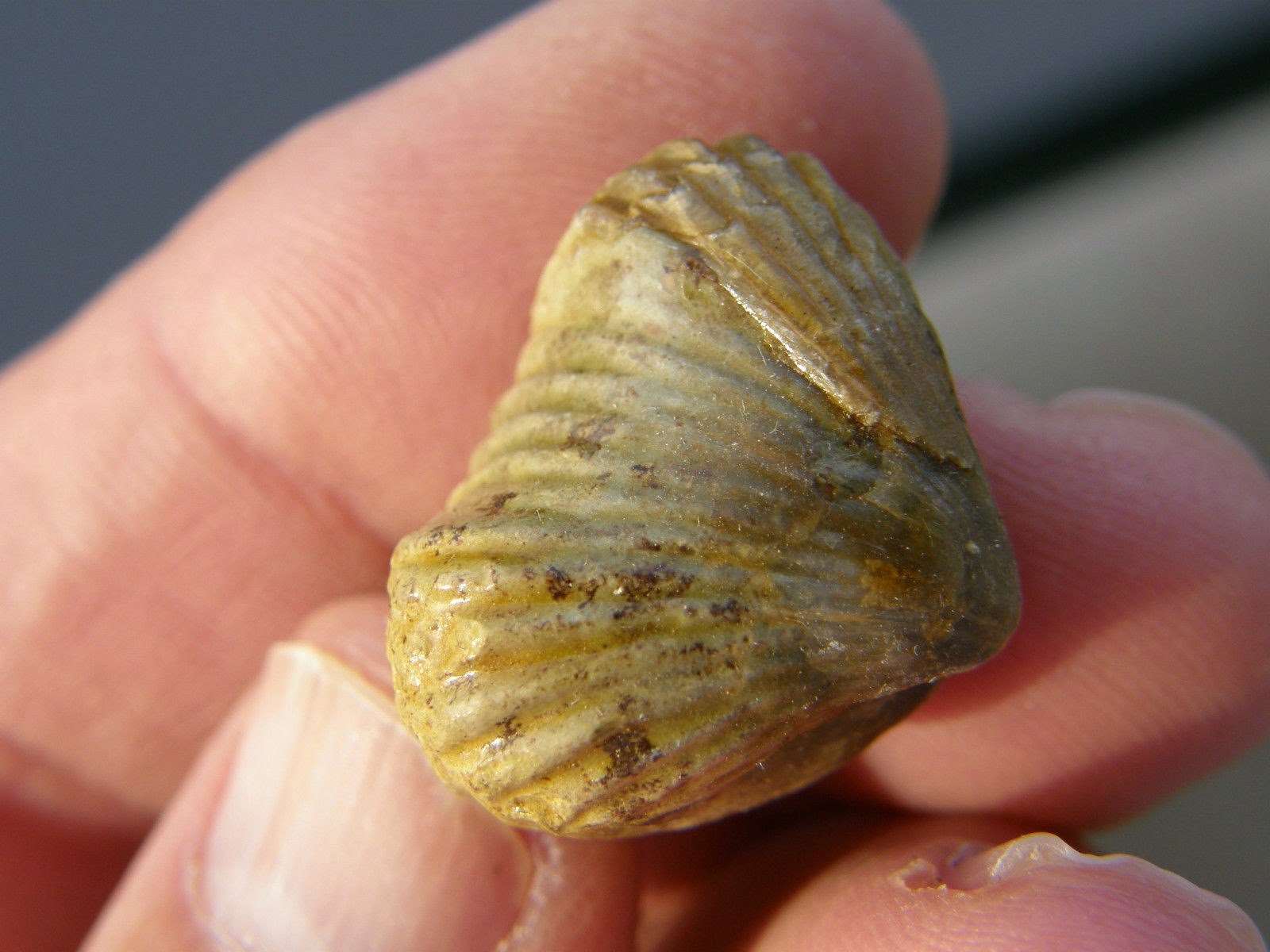 aulabiogeotoni: 1º BACHILLERATO. GALERÍA DE FÓSILES