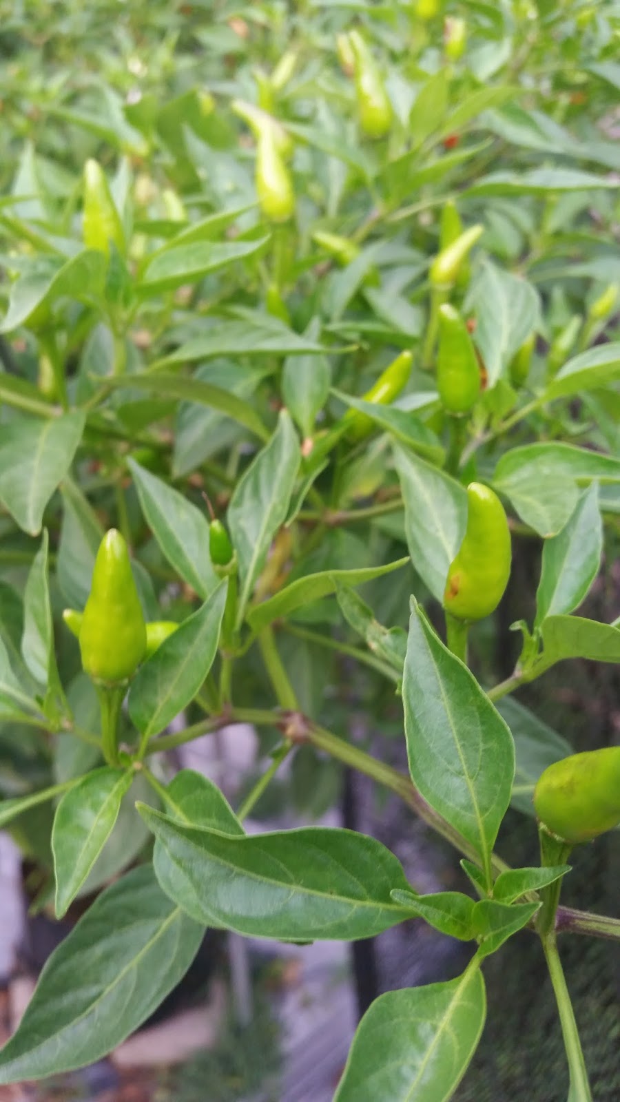 Warisan Petani: Pokok Cili Padi.